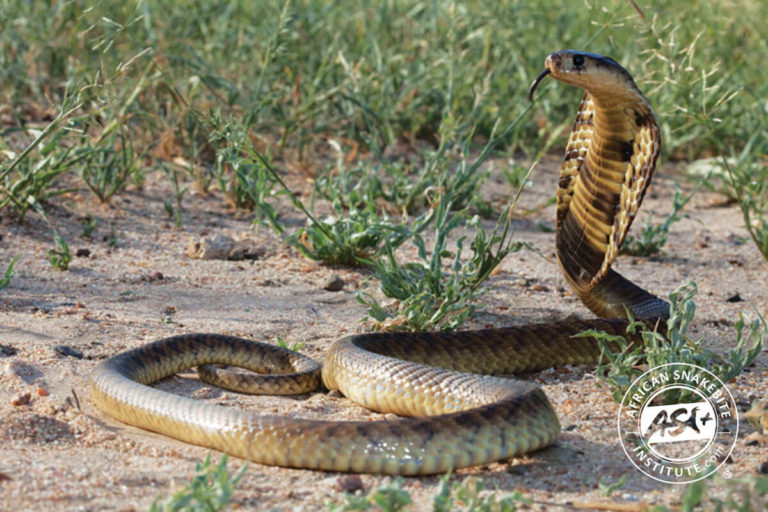 Snouted Cobra - African Snakebite Institute