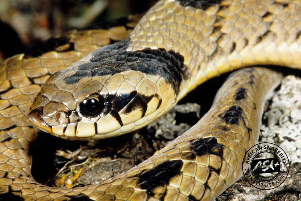 Snouted Night Adder - African Snakebite Institute
