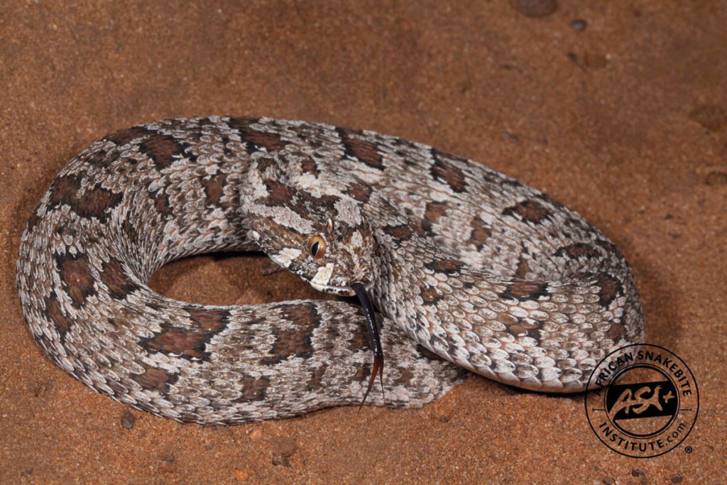 Southern Adder - African Snakebite Institute