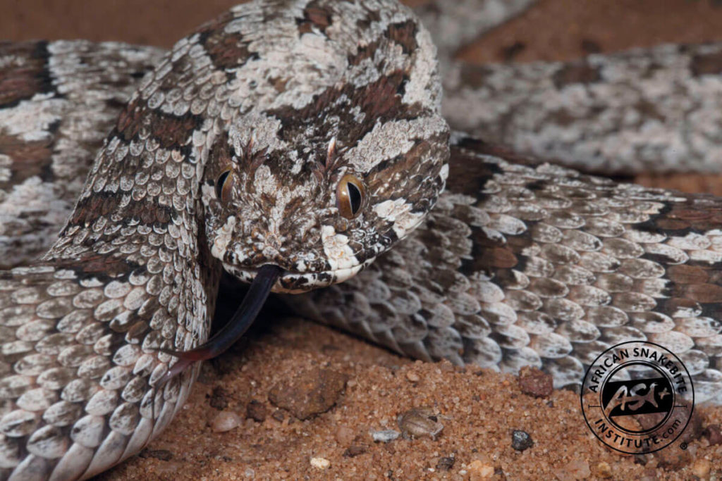Southern Adder - African Snakebite Institute