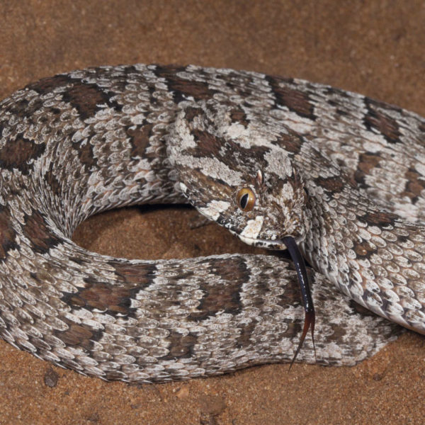 Southern Adder - African Snakebite Institute