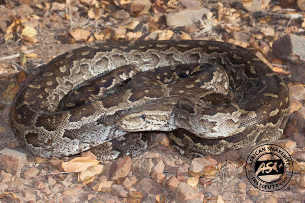Southern African Python - African Snakebite Institute