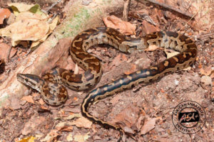 Southern African Python - African Snakebite Institute