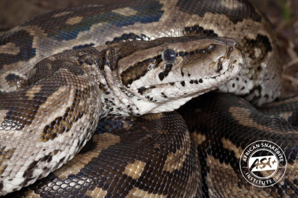 Southern African Python - African Snakebite Institute