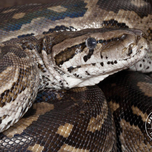 Snakes - Page 4 of 15 - African Snakebite Institute