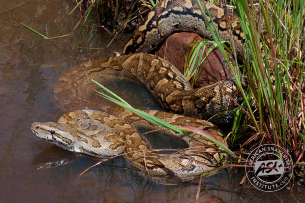 Southern African Python - African Snakebite Institute