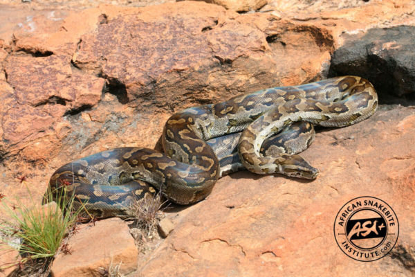 Southern African Python - African Snakebite Institute