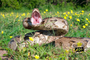Southern African Python - African Snakebite Institute