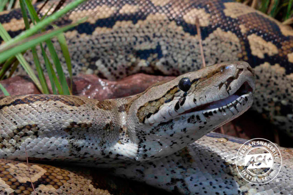 Southern African Python - African Snakebite Institute