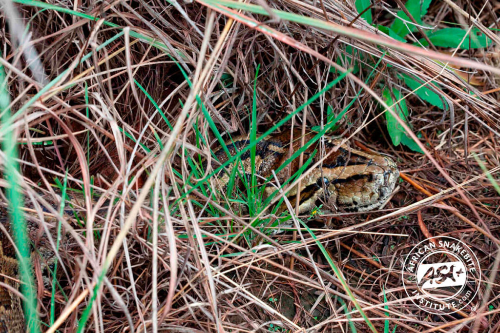 Southern African Python - African Snakebite Institute