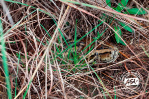 Southern African Python - African Snakebite Institute