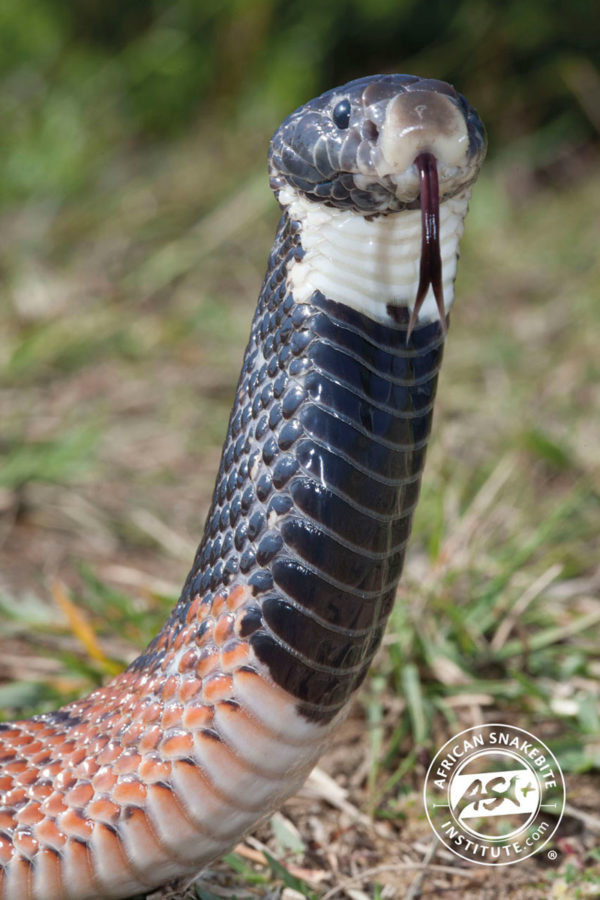 Speckled Shield-nose Snake - African Snakebite Institute
