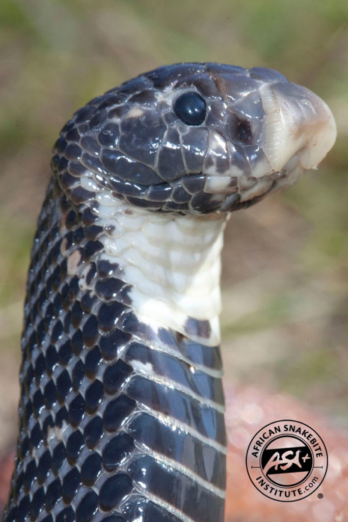 Speckled Shield-nose Snake - African Snakebite Institute