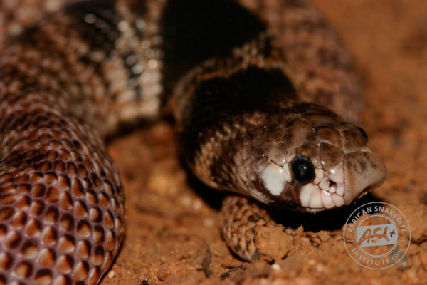 Speckled Shield-nose Snake - African Snakebite Institute