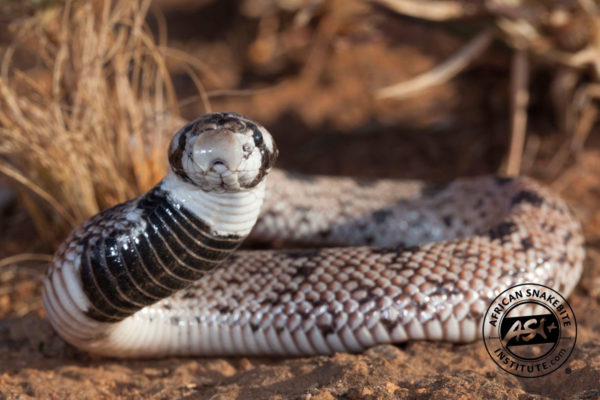 Speckled Shield-nose Snake - African Snakebite Institute