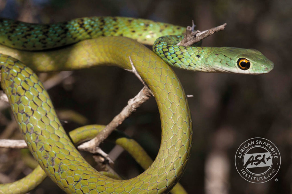 Spotted Bush Snake - African Snakebite Institute