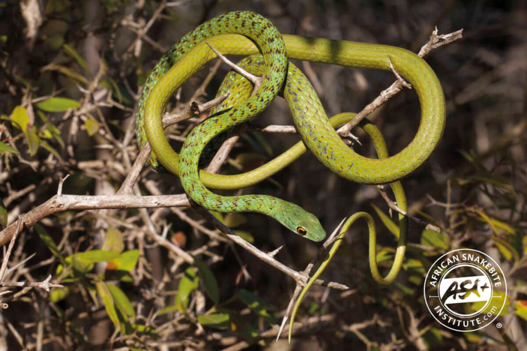 Spotted Bush Snake - African Snakebite Institute