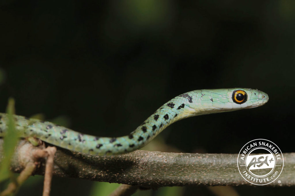 Spotted Bush Snake - African Snakebite Institute