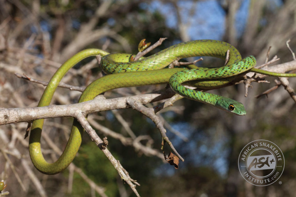 Spotted Bush Snake - African Snakebite Institute