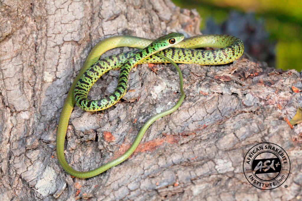 Spotted Bush Snake - African Snakebite Institute