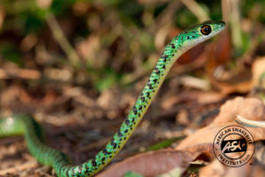 Spotted Bush Snake - African Snakebite Institute