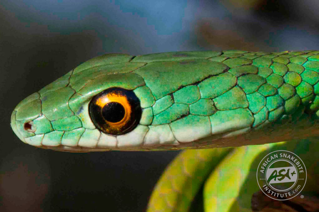 Spotted Bush Snake - African Snakebite Institute