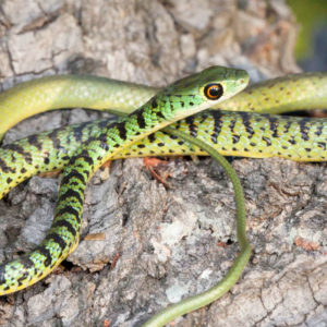 Spotted Bush Snake - African Snakebite Institute