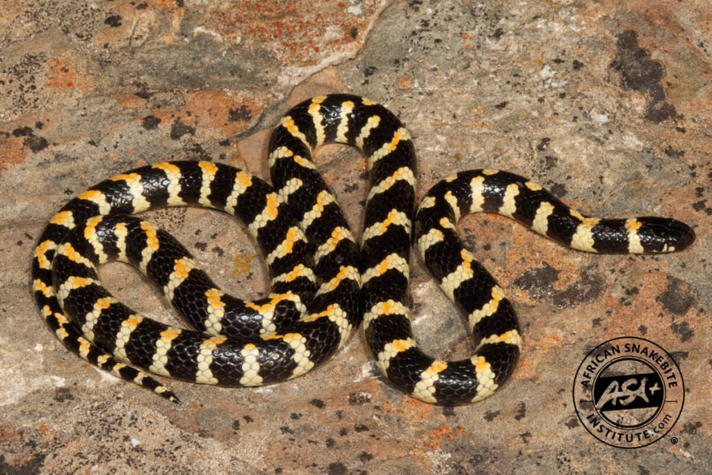 Spotted Harlequin Snake - African Snakebite Institute