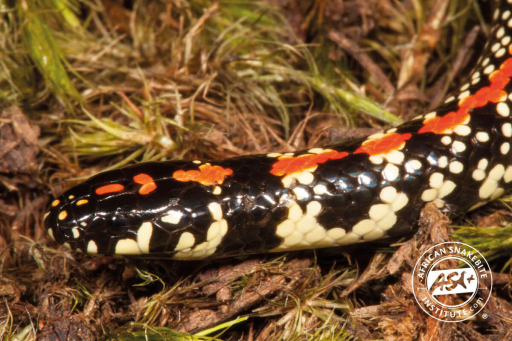 Spotted Harlequin Snake - African Snakebite Institute
