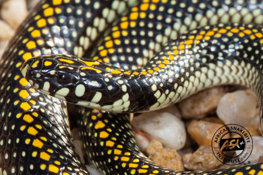 Spotted Harlequin Snake - African Snakebite Institute