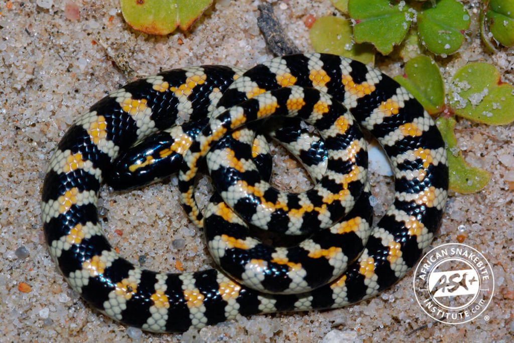 Spotted Harlequin Snake - African Snakebite Institute
