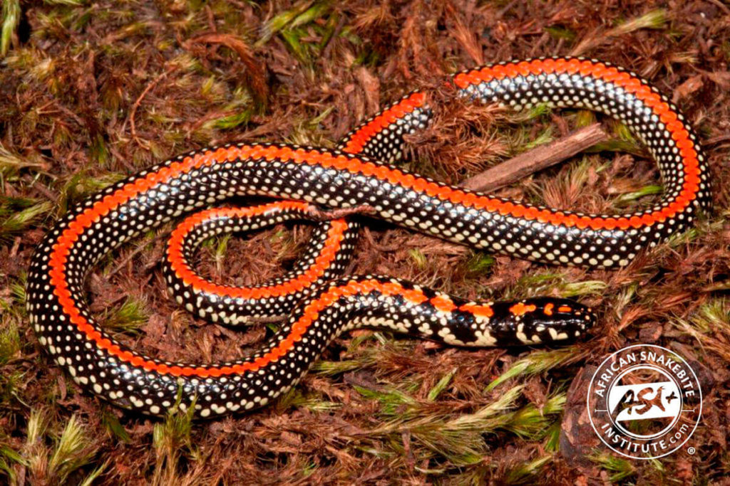 Spotted Harlequin Snake - African Snakebite Institute