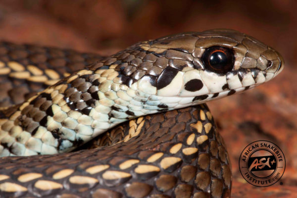 Spotted Skaapsteker - African Snakebite Institute