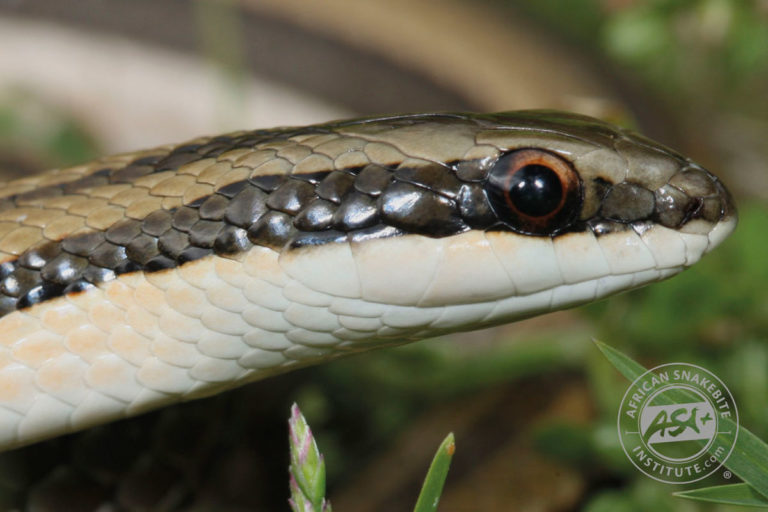 Striped Skaapsteker - African Snakebite Institute