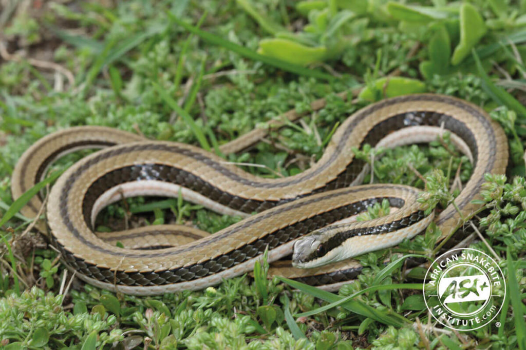 Striped Skaapsteker - African Snakebite Institute