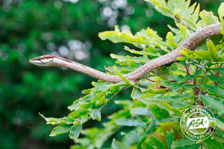 Southern Vine Snake - African Snakebite Institute