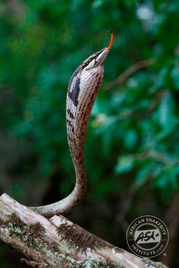 Southern Vine Snake - African Snakebite Institute