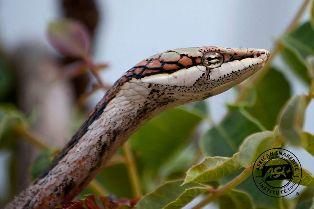 Southern Vine Snake - African Snakebite Institute