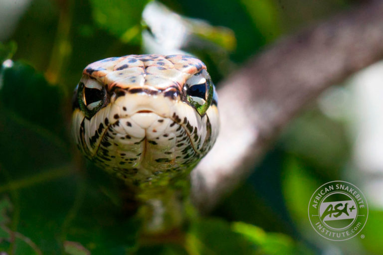 Southern Vine Snake - African Snakebite Institute