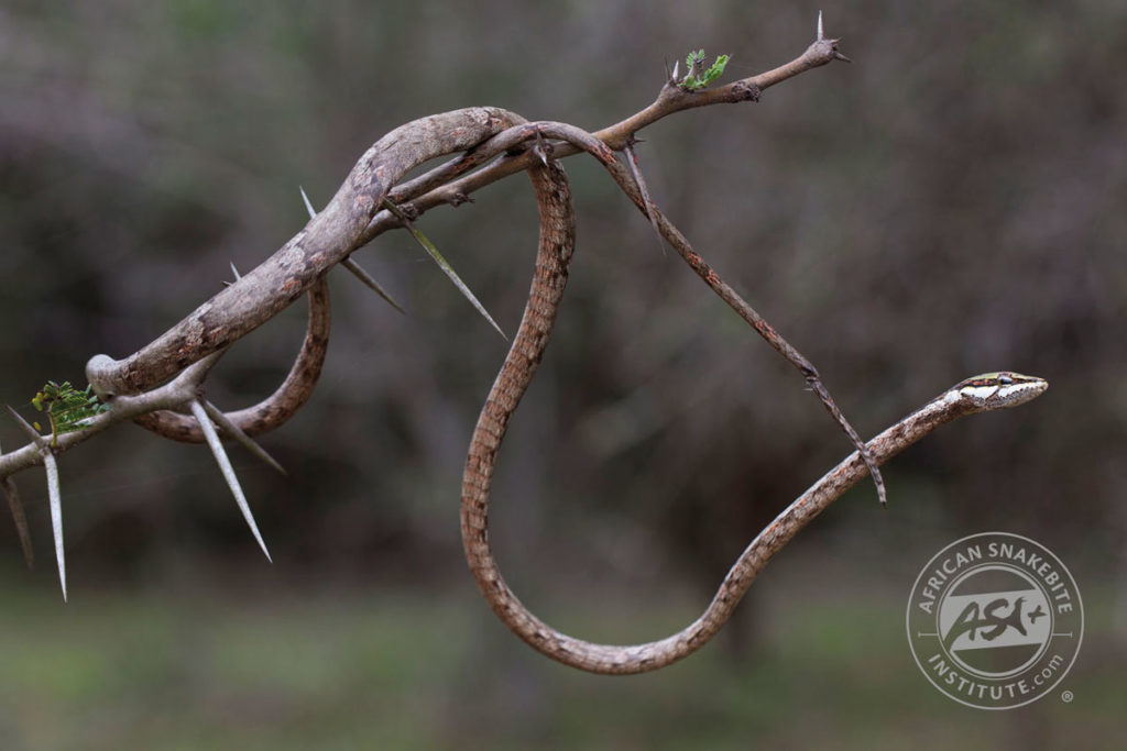 Southern Vine Snake - African Snakebite Institute