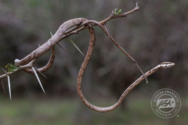 Southern Vine Snake - African Snakebite Institute