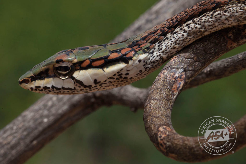 Southern Vine Snake - African Snakebite Institute