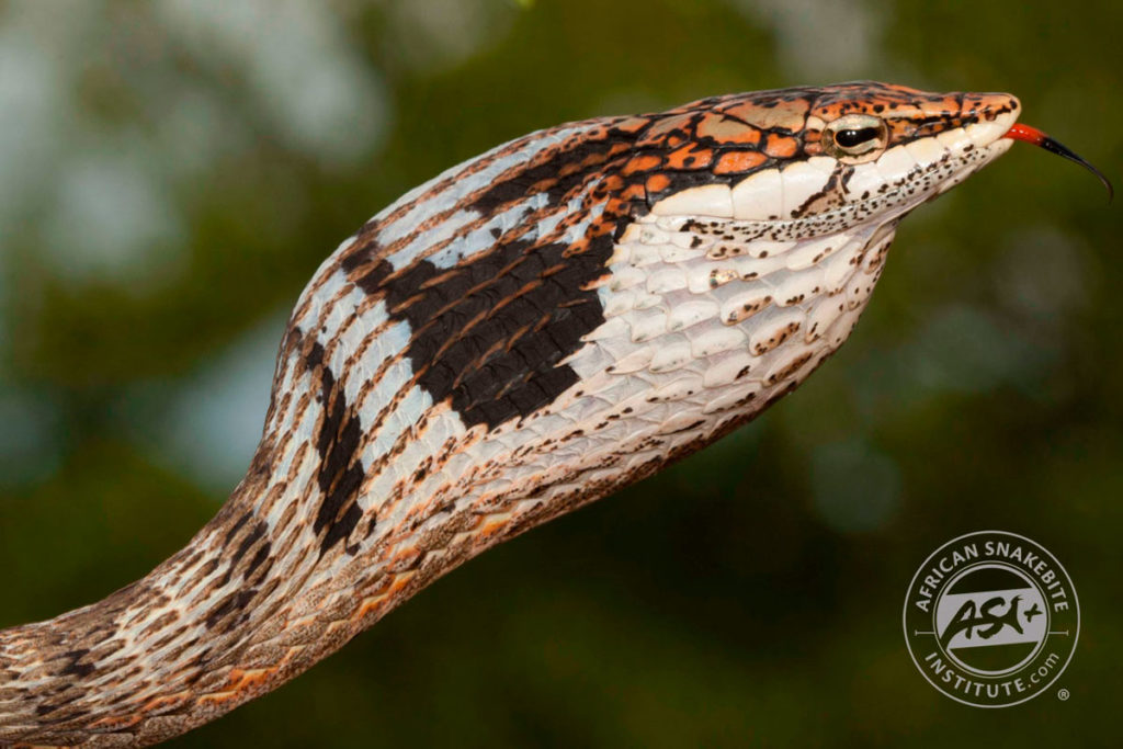 Southern Vine Snake - African Snakebite Institute