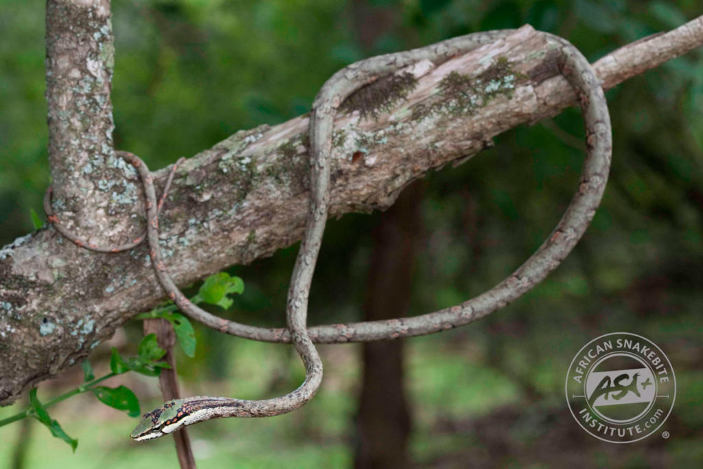 Southern Vine Snake - Africa - African Snakebite Institute