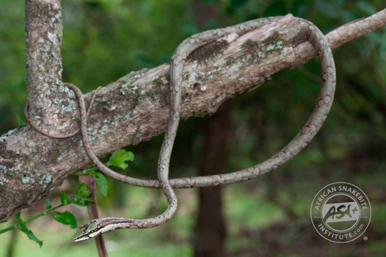 Southern Vine Snake - African Snakebite Institute