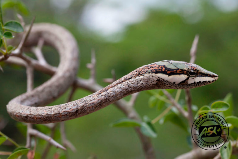 Southern Vine Snake - African Snakebite Institute