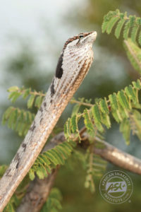 Southern Vine Snake - African Snakebite Institute