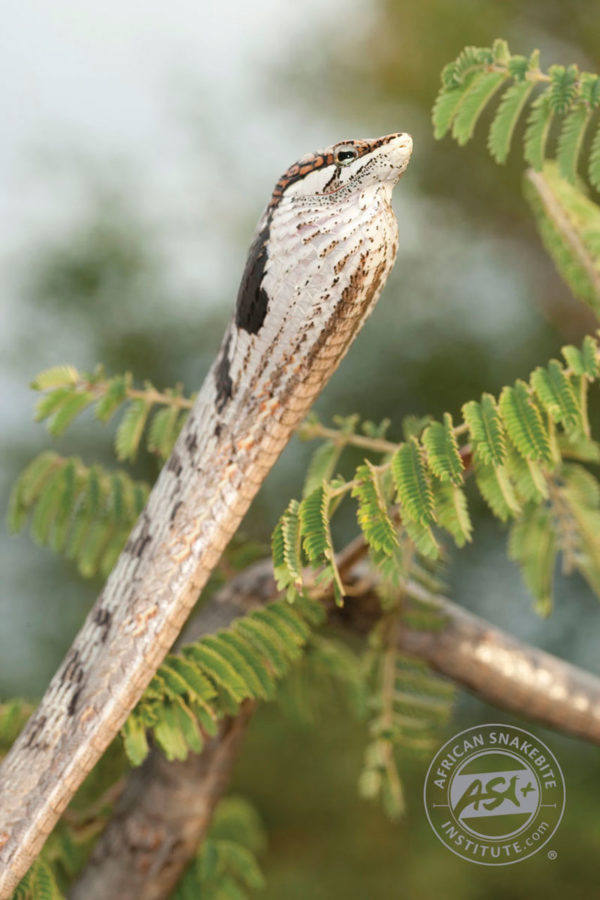 Southern Vine Snake - African Snakebite Institute