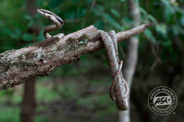 Southern Vine Snake - African Snakebite Institute