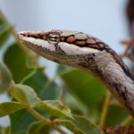 Southern Vine Snake - African Snakebite Institute